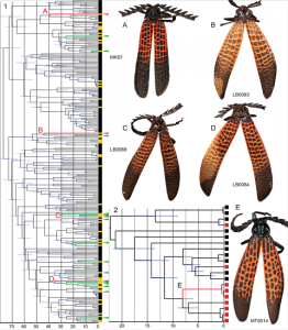 Evolution of aposematic patterns in large Müllerian mimetic systems ...
