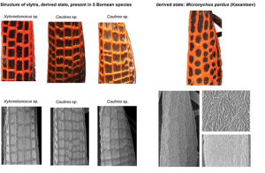 Evolution of aposematic patterns in large Müllerian mimetic systems ...