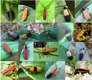 Evolution of aposematic patterns in large Müllerian mimetic systems ...